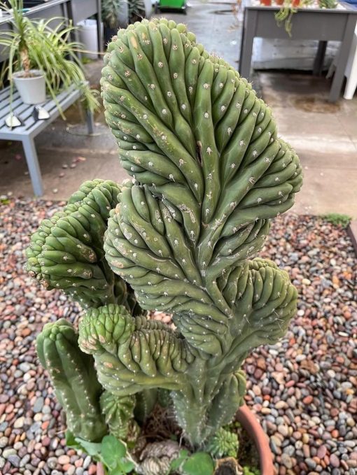 Cactus cerebro - Matuttera