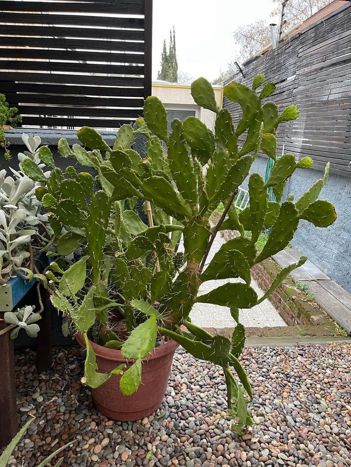 Cactus XXL - Matuttera
