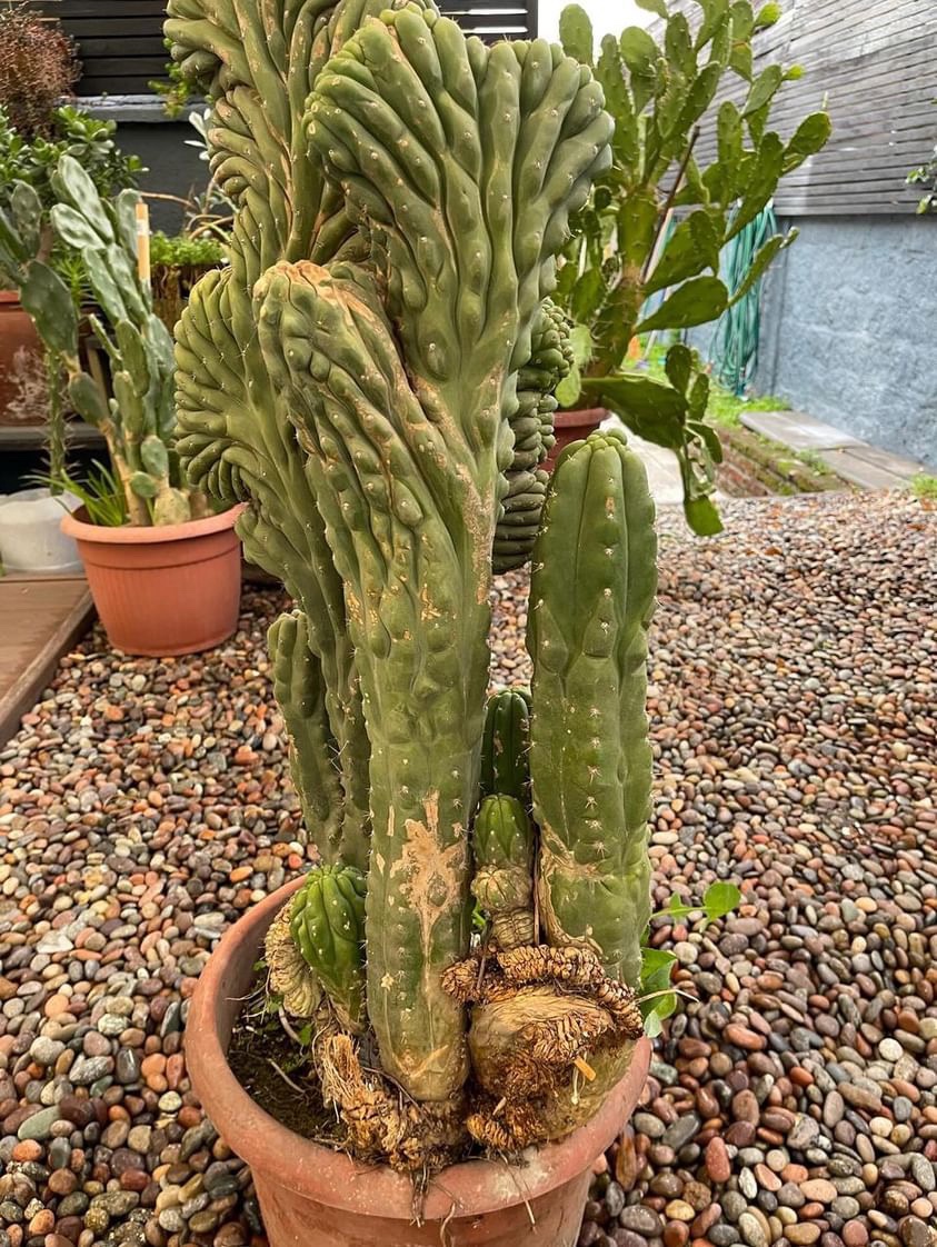 Cactus cerebro - Matuttera