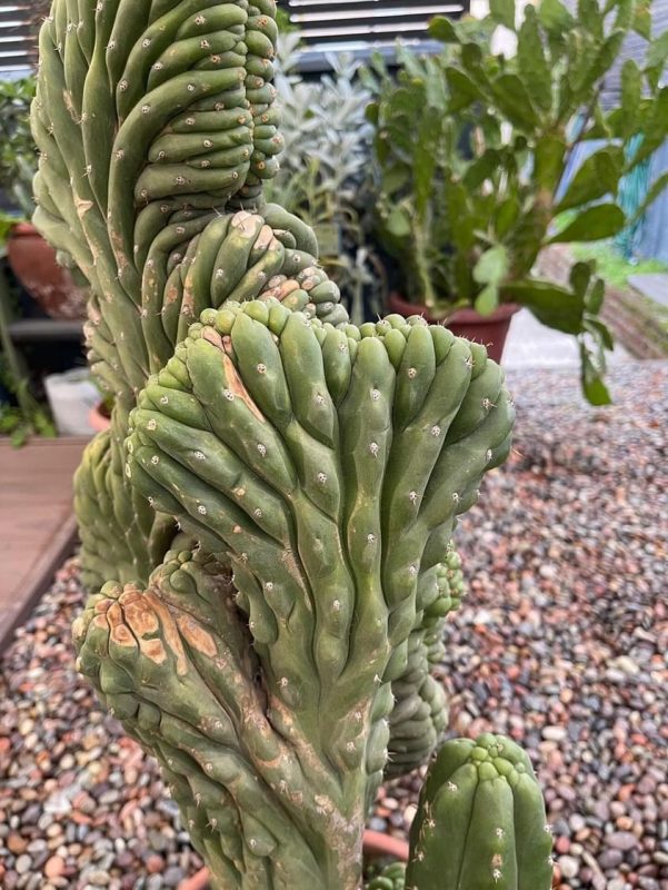 Cactus cerebro - Matuttera